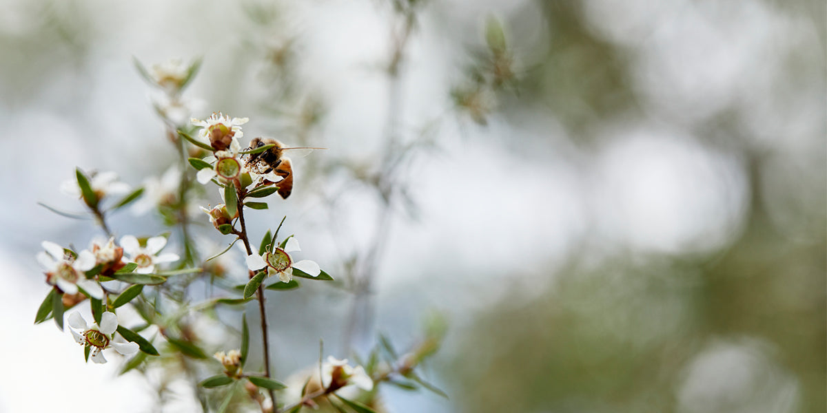Support our bees this Australian Pollinator Week – Meluka Australia